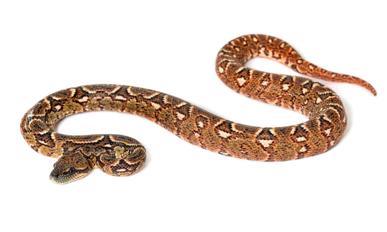 Madagascar Tree Boa - A-Z Animals