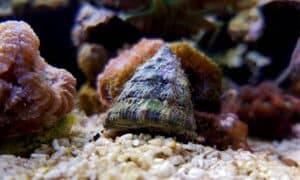 10 Essential Facts About Snails - A-Z Animals