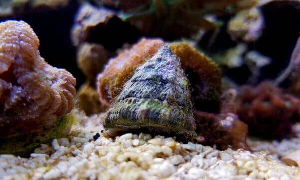 The 12 Best and Most Effective Algae-Eating Fish for Reef Tanks - A-Z ...