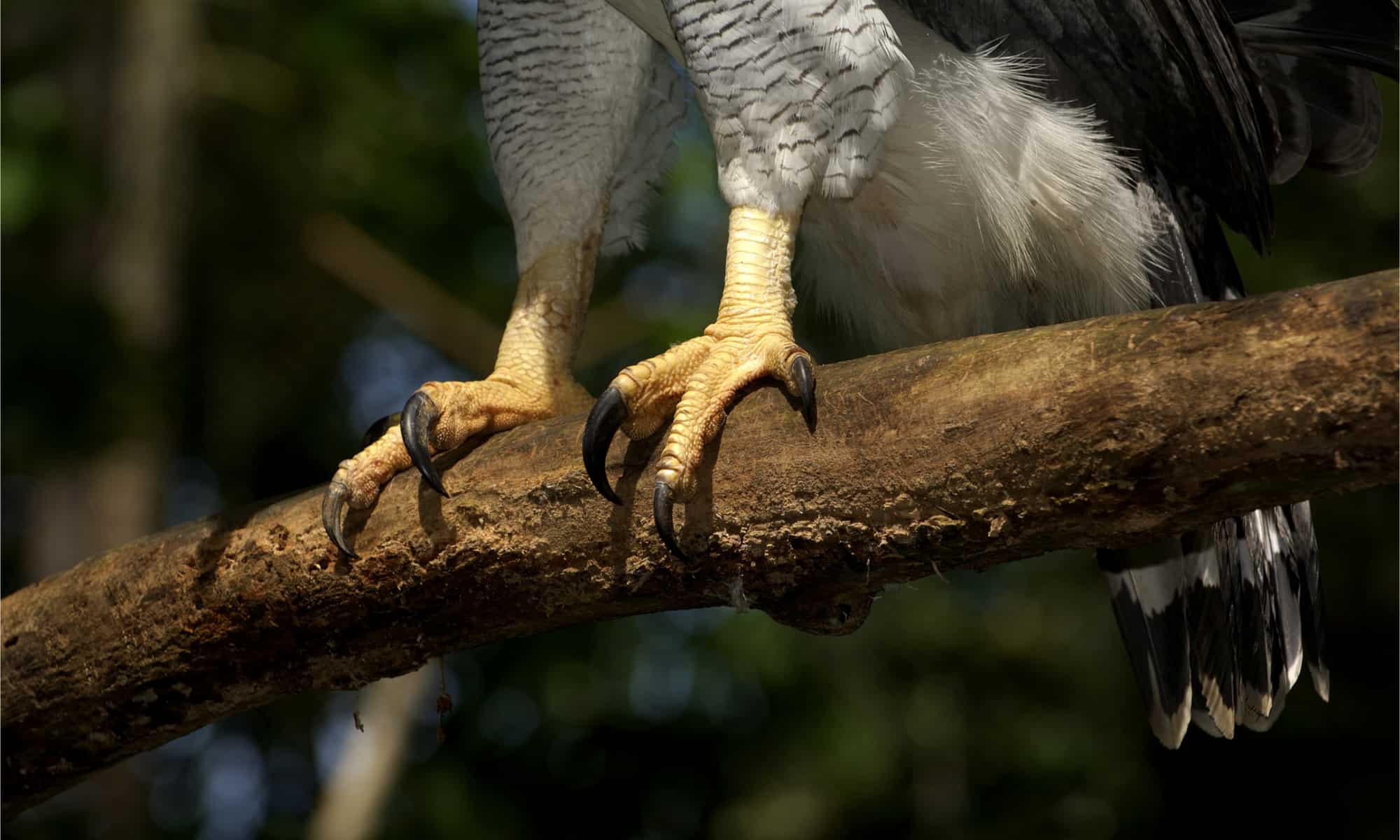 Eagles vs Tigers: Who Has Bigger Claws? - A-Z Animals