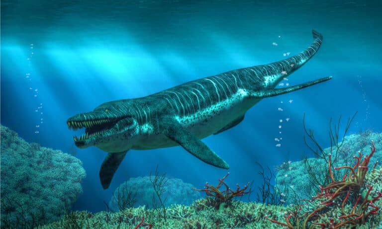 Ancient “Predator X” Identity Was a Long-Held Mystery - A-Z Animals