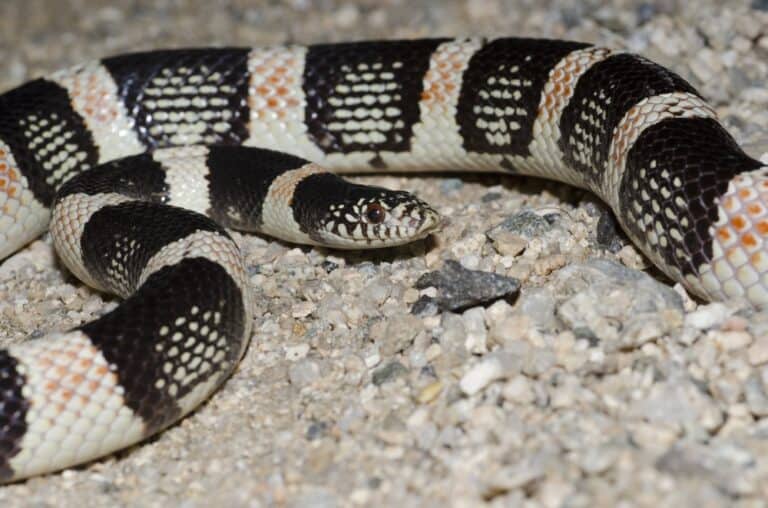 12 Common White Snakes (Pictures, Level of Danger, and More) - A-Z Animals