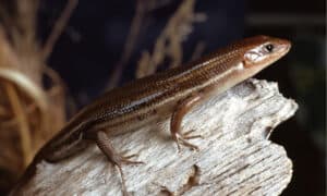 Discover 10 Awesome Lizards in Georgia - A-Z Animals