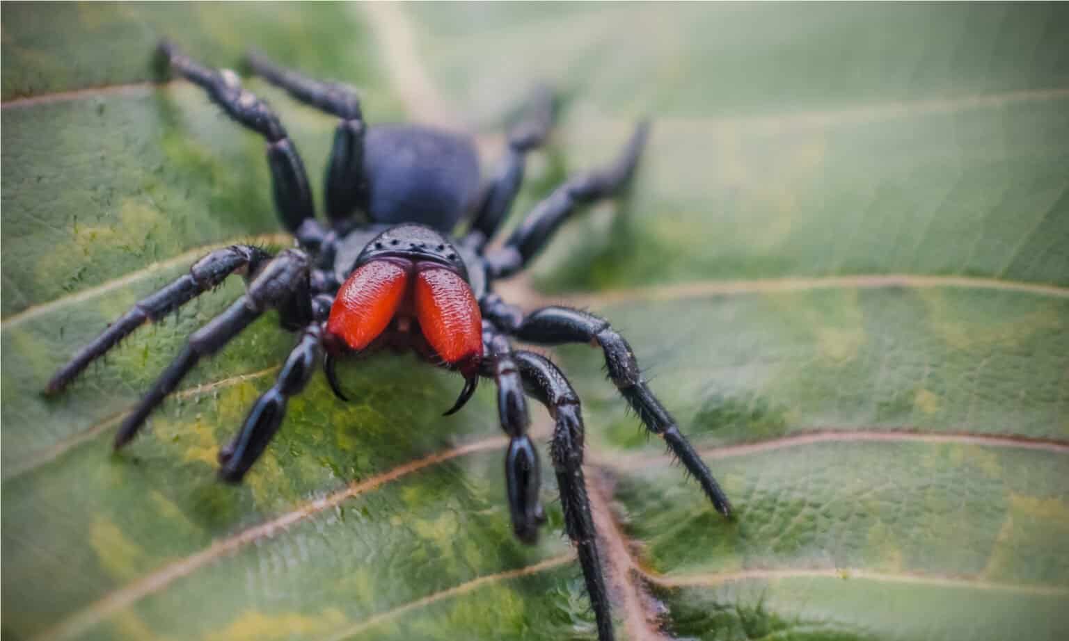 8 Spiders In Australia - A-Z Animals