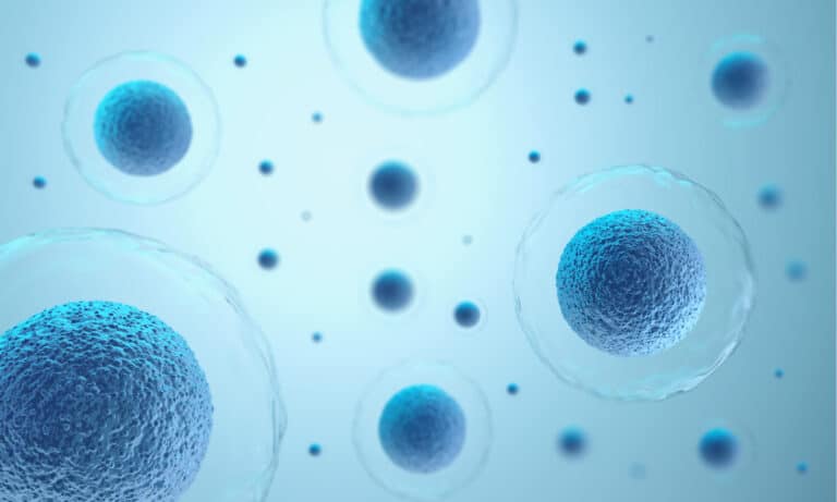 What's the Largest Cell In the Human Body? - A-Z Animals