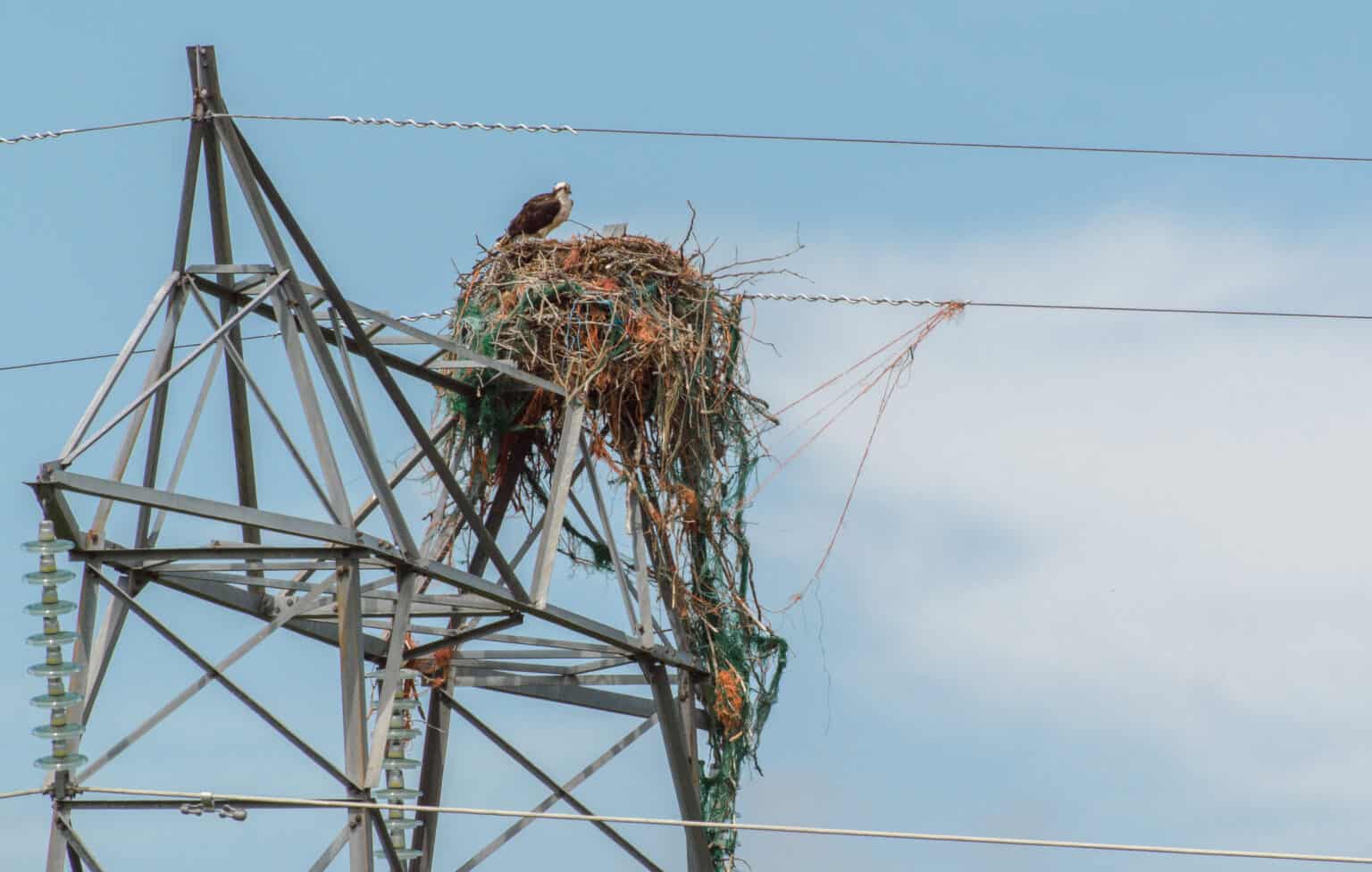 Hawk Mating Season: When Do They Breed? - A-Z Animals