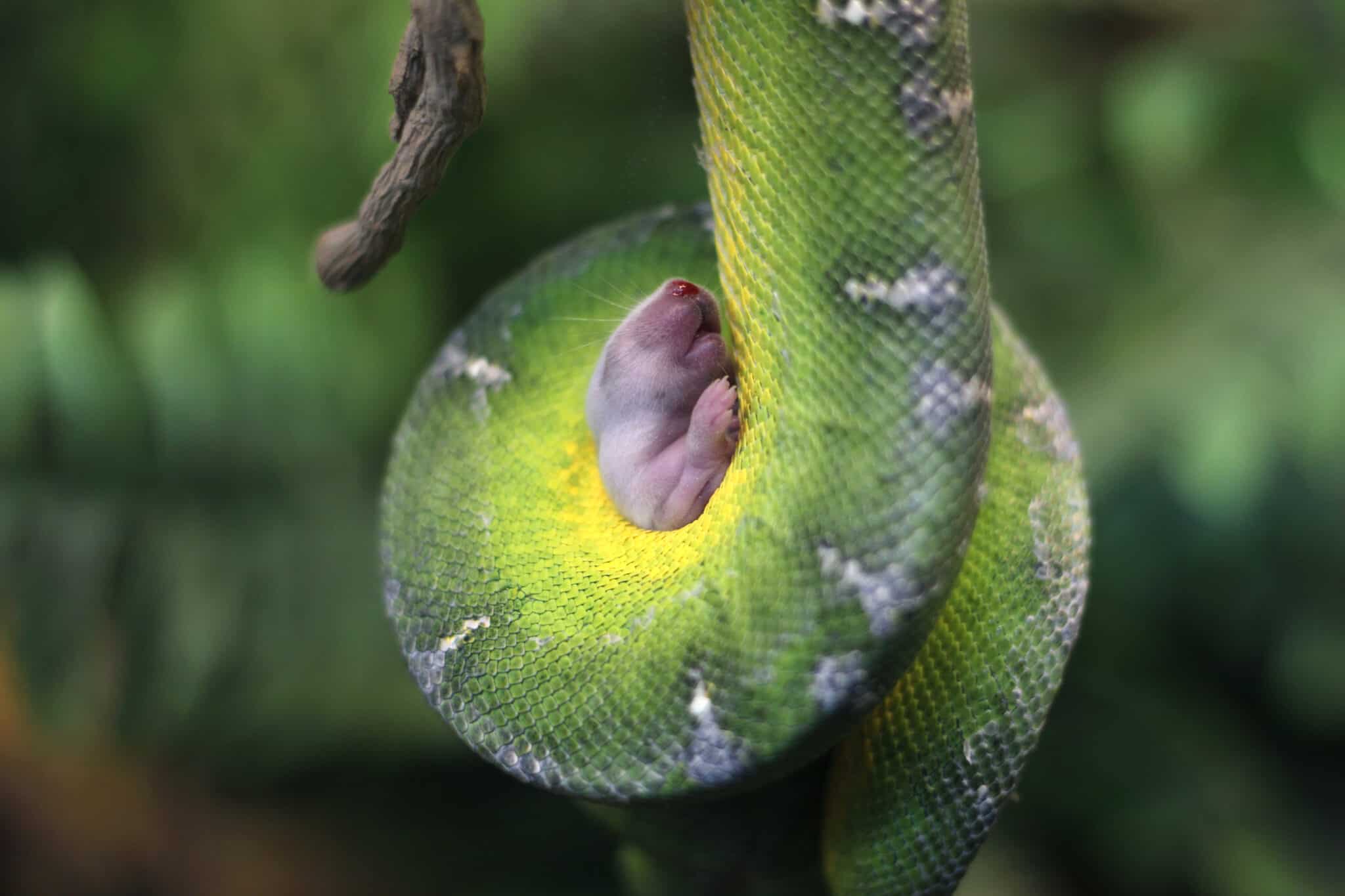 5 Awesome Tree Boas You've Probably Never Seen - A-Z Animals