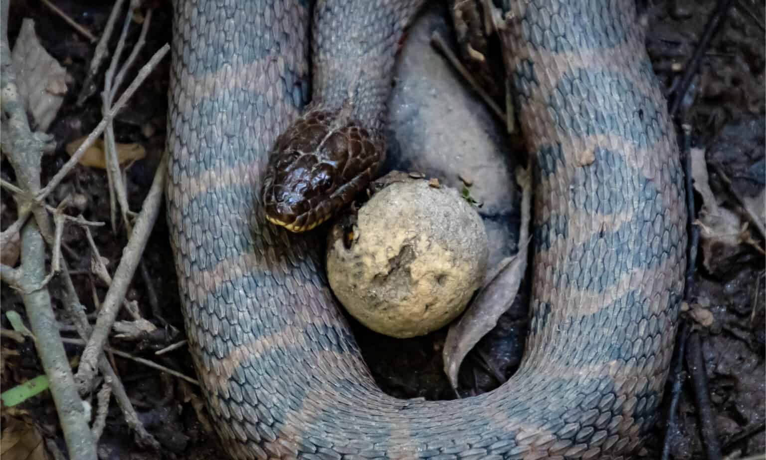 Banded Water Snake Animal Facts - Nerodia fasciata - A-Z Animals