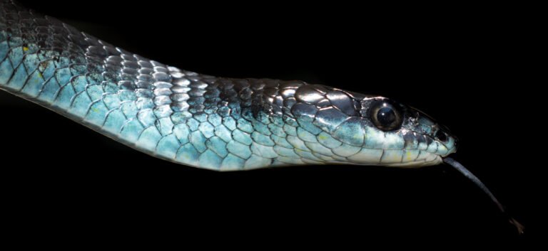 Discover 13 Blue Snakes Found Around the World - A-Z Animals