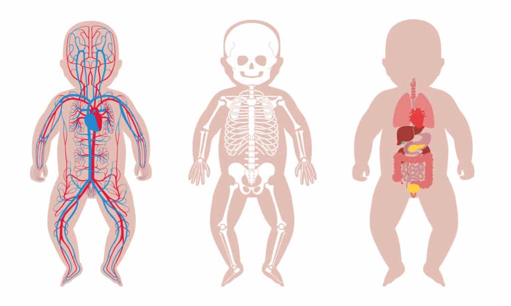 How Many Bones Do Babies Have IMP WORLD