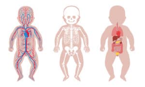 What's the Largest Baby Ever Born? - A-Z Animals