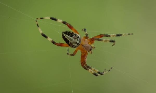 10 Spiders In New Jersey - A-Z Animals