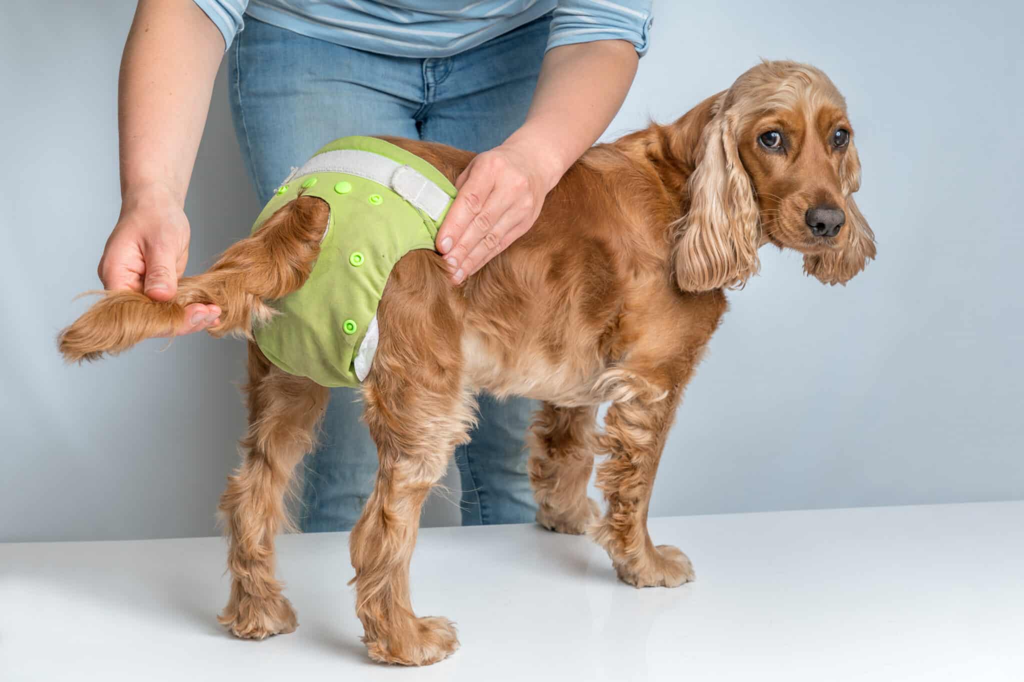 The Best Diapers for Dogs: Reviewed and Ranked - A-Z Animals