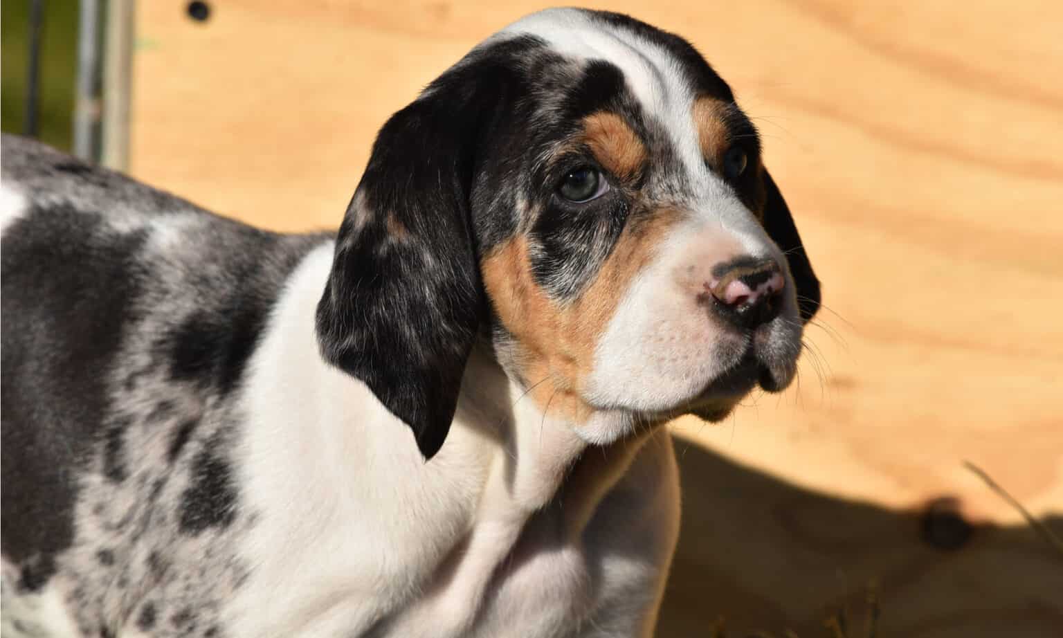 American Leopard Hound Dog Breed Complete Guide - A-Z Animals