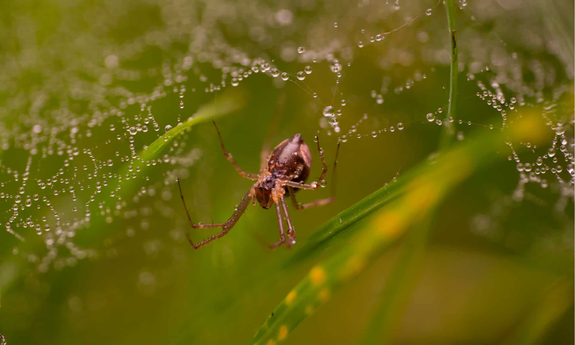 10 Spiders In Wisconsin - A-Z Animals