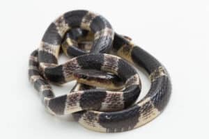 Krait Animal Facts - Bungarus - A-Z Animals