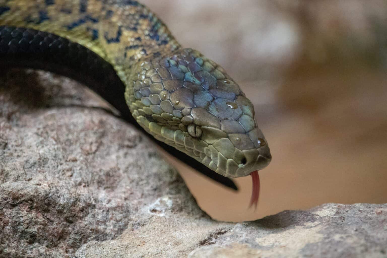 13 Yellow Snakes - Are Any Venomous? - A-Z Animals