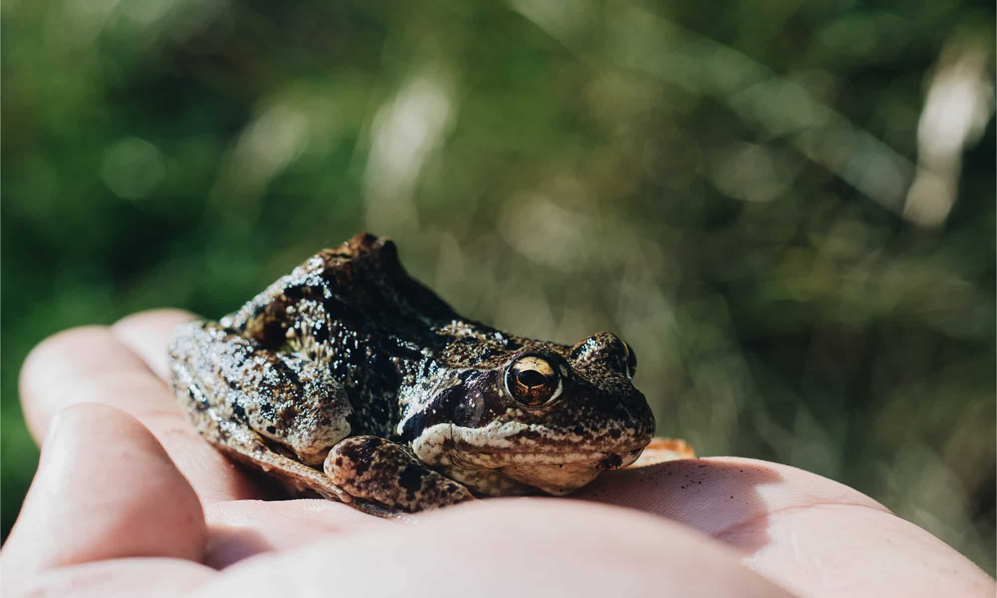 What Animals Live in (And Near) the World's Deepest Lake? - A-Z Animals