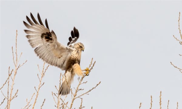 Spotting Hawks in Pennsylvania: A Guide to 9 Species - A-Z Animals
