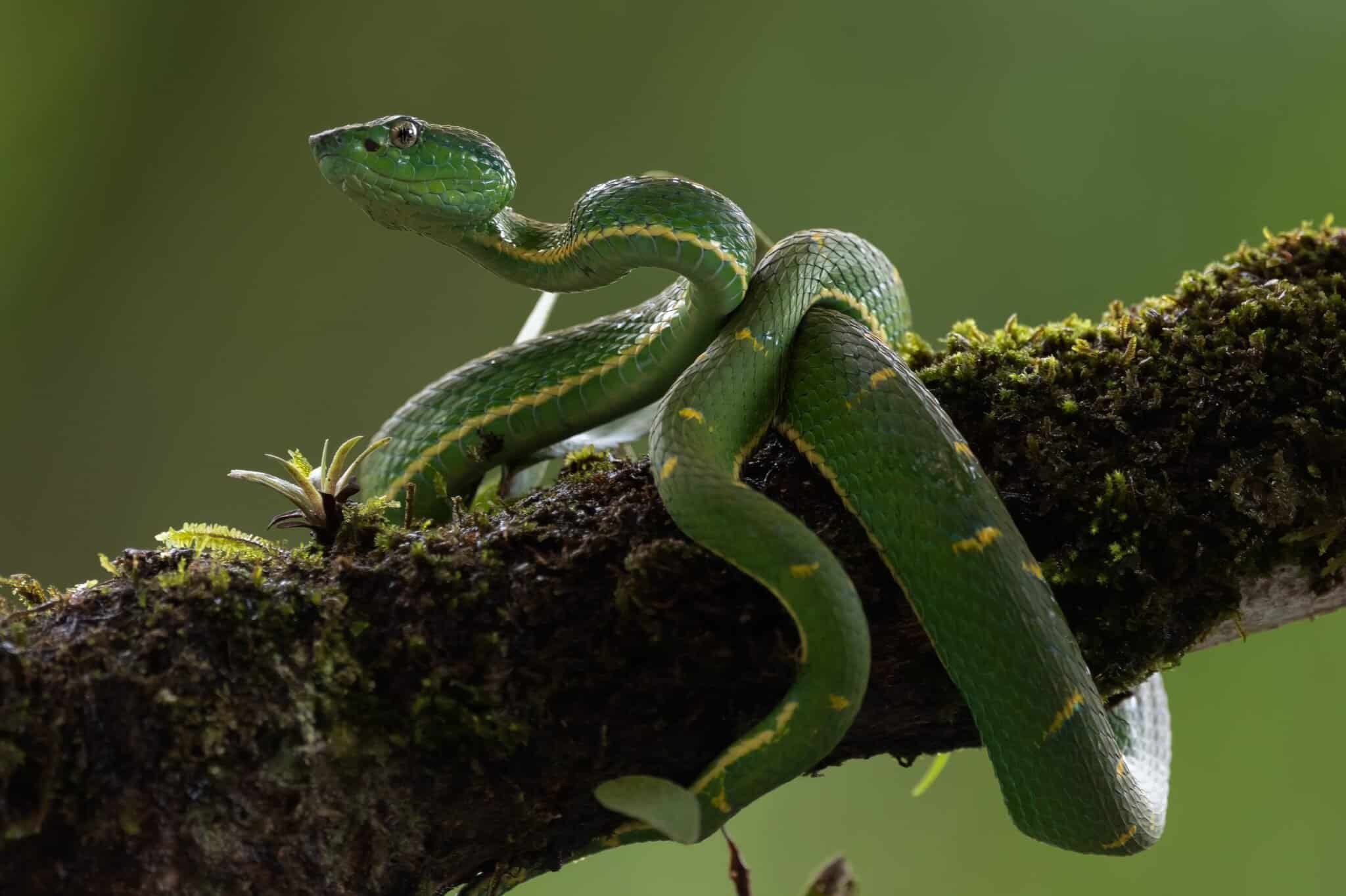 Discover 13 Blue Snakes Found Around the World - A-Z Animals