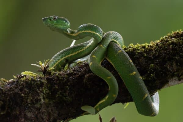 Pit Viper Animal Facts - A-Z Animals
