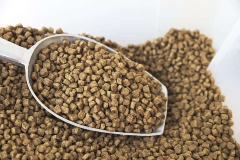 The Best Dog Food for Yorkies (Senior, Puppy, and Adult) - A-Z Animals