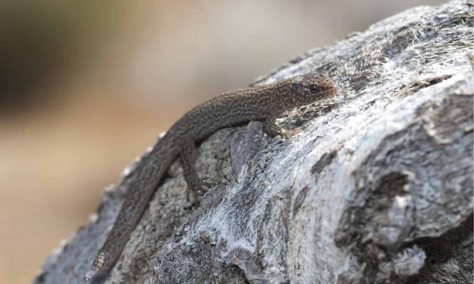 A Complete Wildlife Guide to Joshua Tree National Park - A-Z Animals