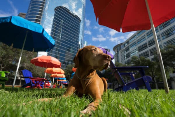 Vizsla - A-Z Animals