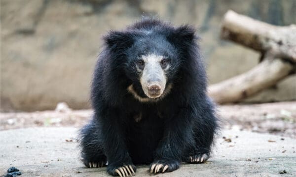 Bear Animal Facts - Ursidae - A-Z Animals