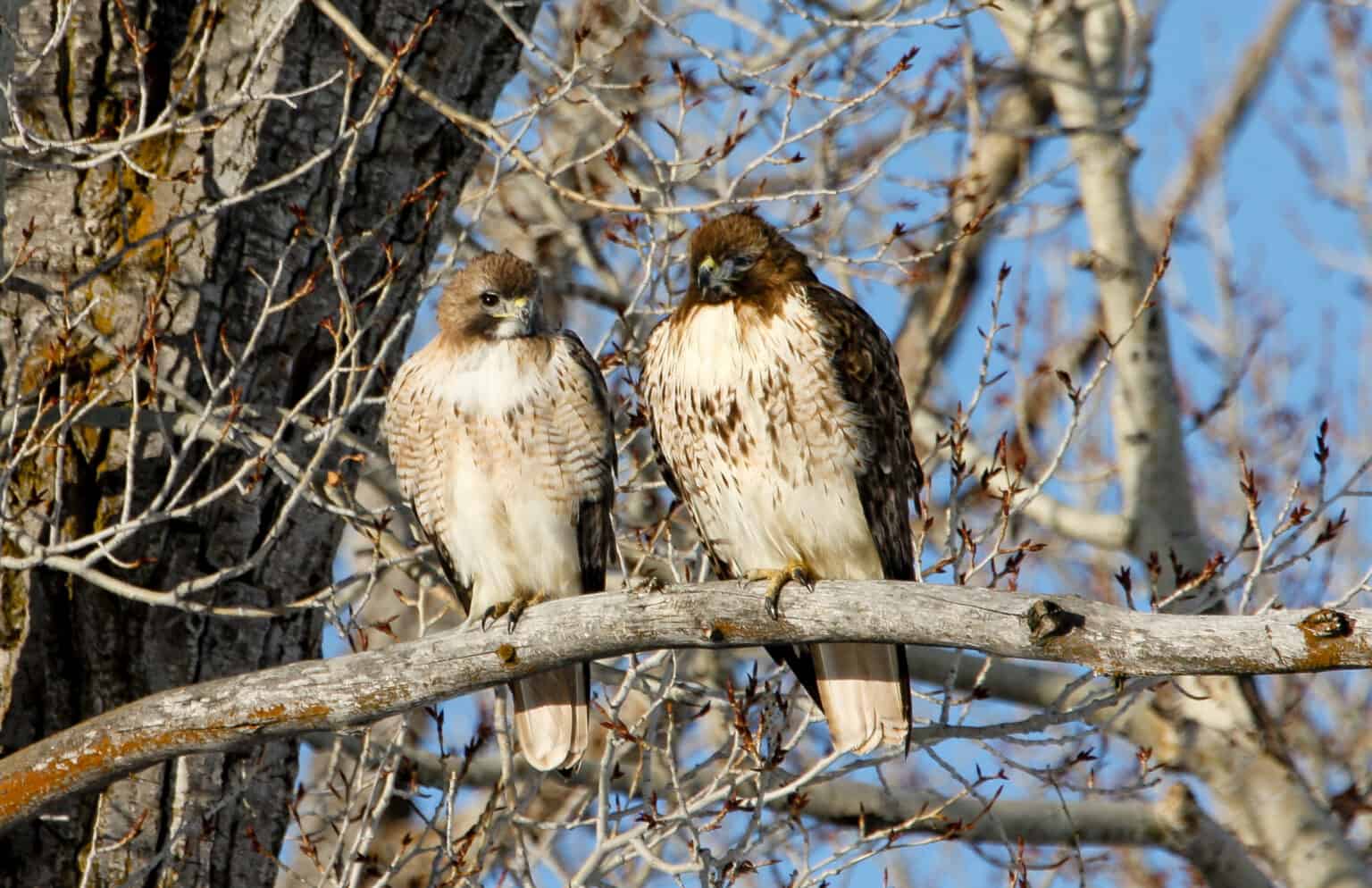 Where Do Red-Tailed Hawks Live? - A-Z Animals