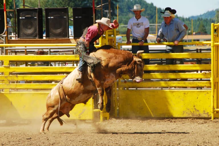 Discover The Meanest Bull in Texas Rodeo History - A-Z Animals
