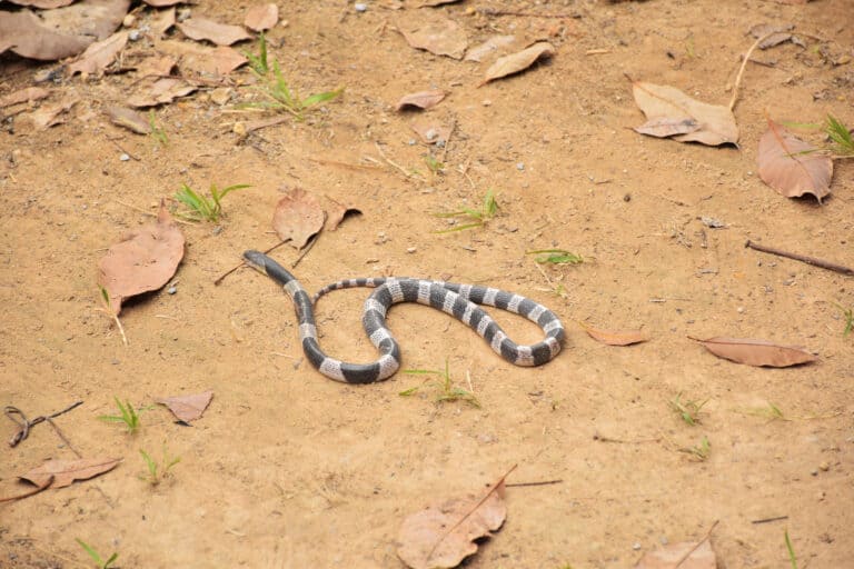 Malayan Krait Animal Facts - Bungarus candidus - A-Z Animals