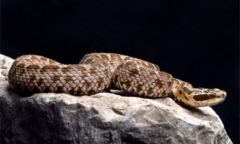 Wildlife in Guatemala - Types of Guatemalan Animals - A-Z Animals