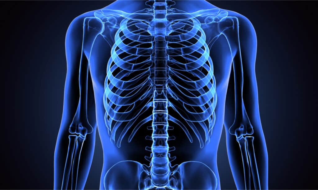 How Many Bones Are In The Human Body Which Are The Biggest A Z Animals