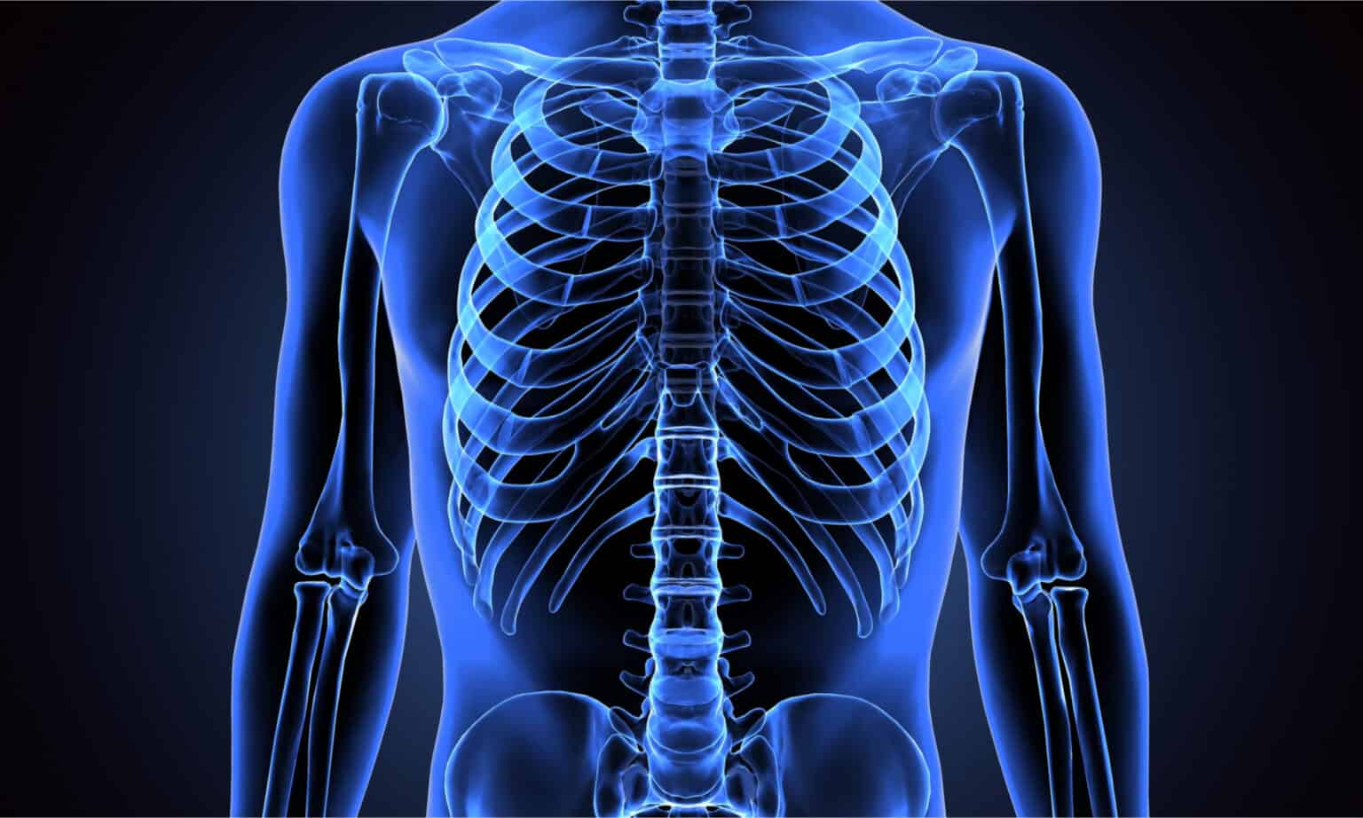 How Many Bones Are In The Human Body Which Are The Biggest A Z Animals