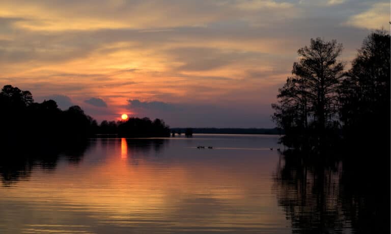 Alligator-Infested Lake in Georgia - A-Z Animals