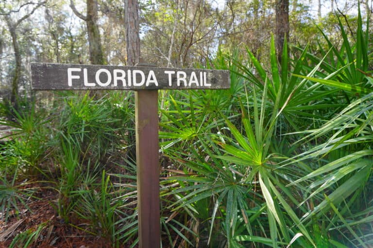 Palmetto Tree vs. Palm Tree: Comparing the Iconic Trees of the South ...