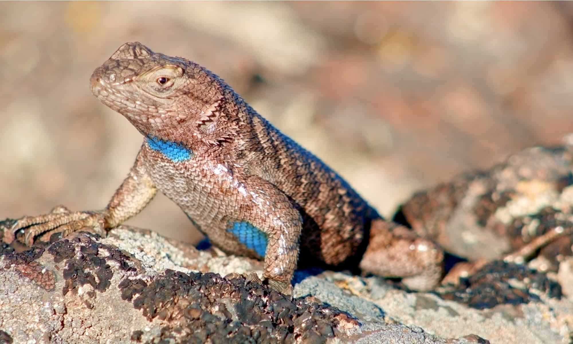 Discover 10 Amazing Lizards in Arizona - A-Z Animals