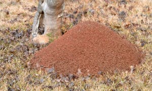 Discover the 6 Types of Ants Set to Emerge in Missouri