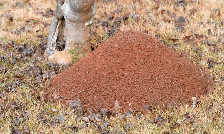Discover the 6 Types of Ants Set to Emerge in Missouri