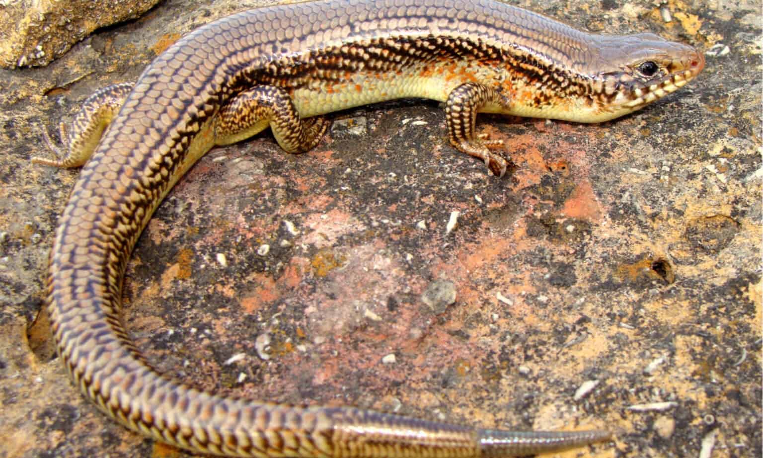 Discover 10 Amazing Lizards in Arizona - A-Z Animals