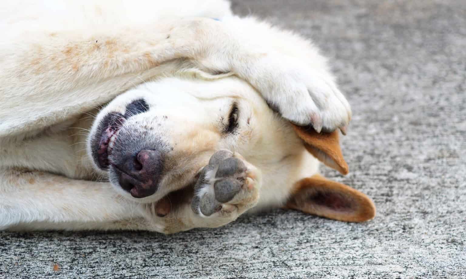 Rabies in Dogs: 8 Signs To Look for and Next Steps to Take - A-Z Animals