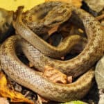 Myth or Fact: Did St. Patrick Rid Ireland of Snakes? - A-Z Animals ...