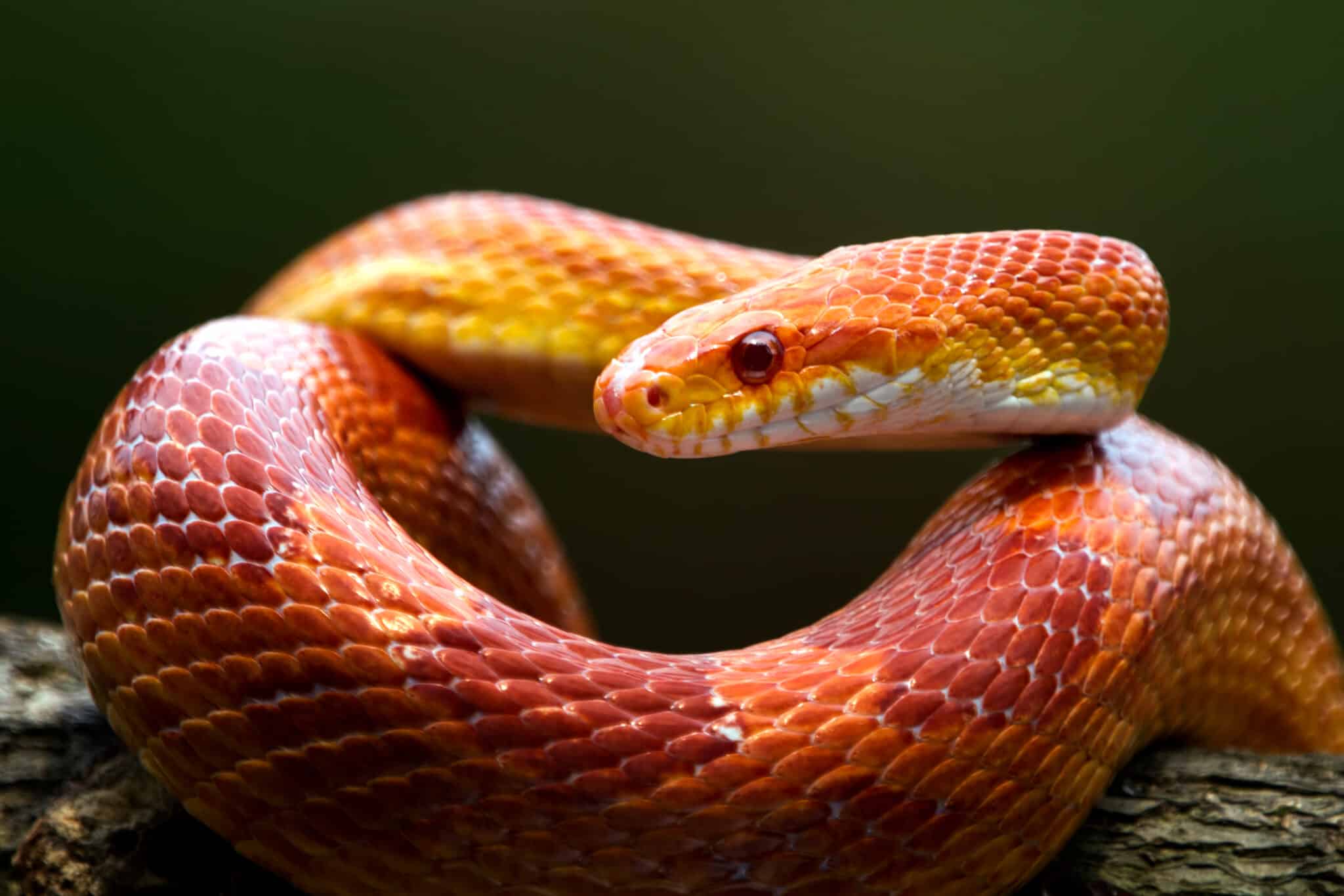 Albino Amelanistic Corn Snake Animal Facts Pantherophis Guttatus Albino Amelanistic Corn Snake Animal Facts Pantherophis Guttatus