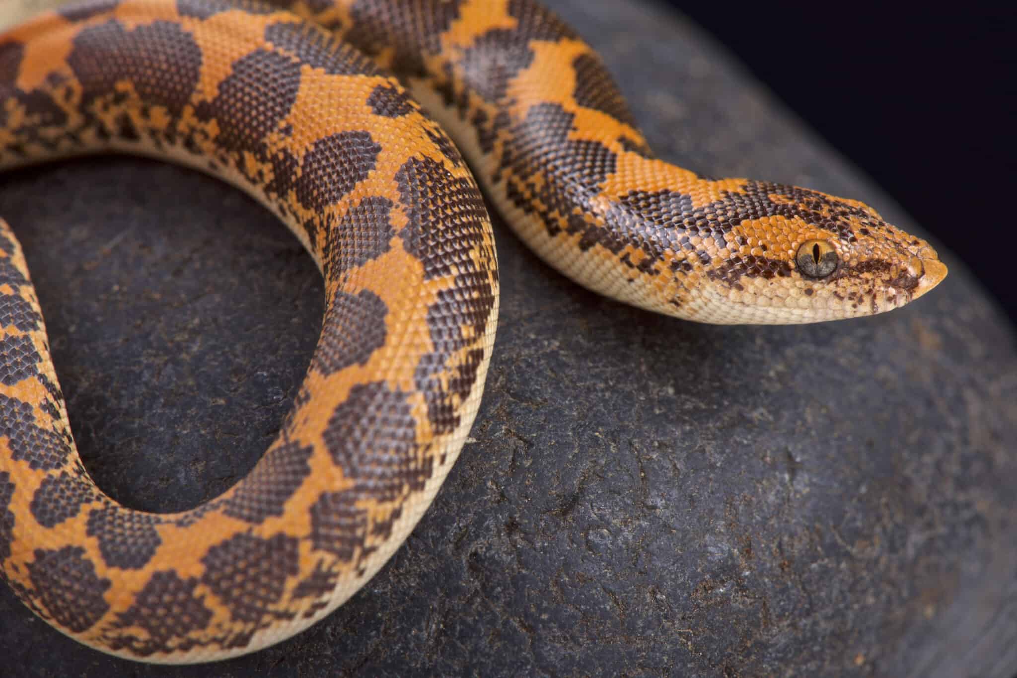 7 Pet Snakes That Stay Small - A-Z Animals
