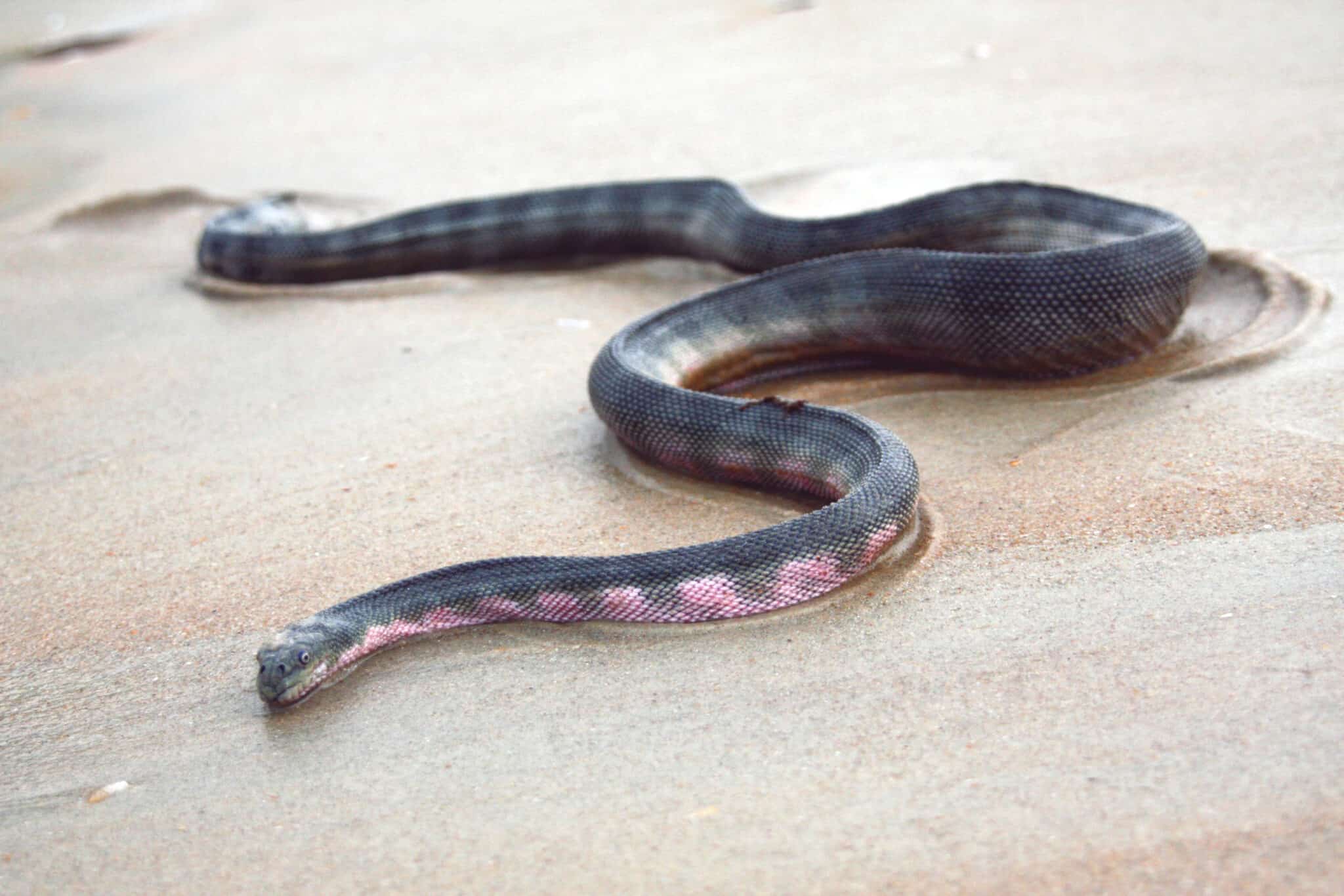 Do snakes make good pets, actually? - A-Z Animals