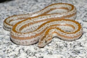 7 Pet Snakes That Stay Small - A-Z Animals