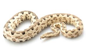 Dwarf Boa Animal Facts - Various - A-Z Animals