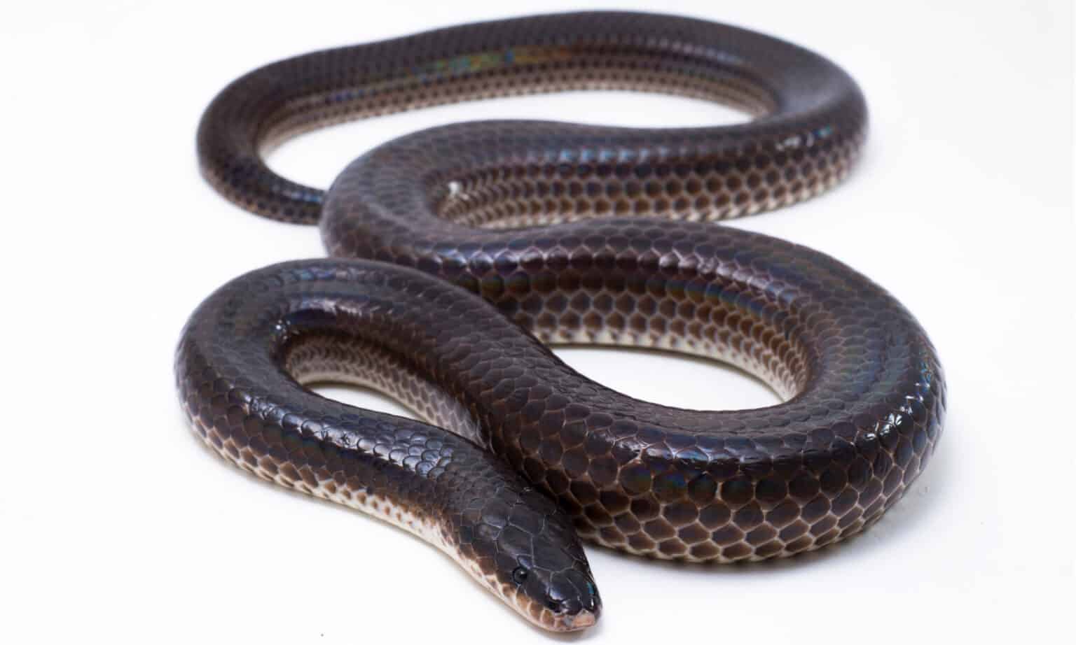 Sunbeam Snake Quiz: What Do You Know? - A-Z Animals