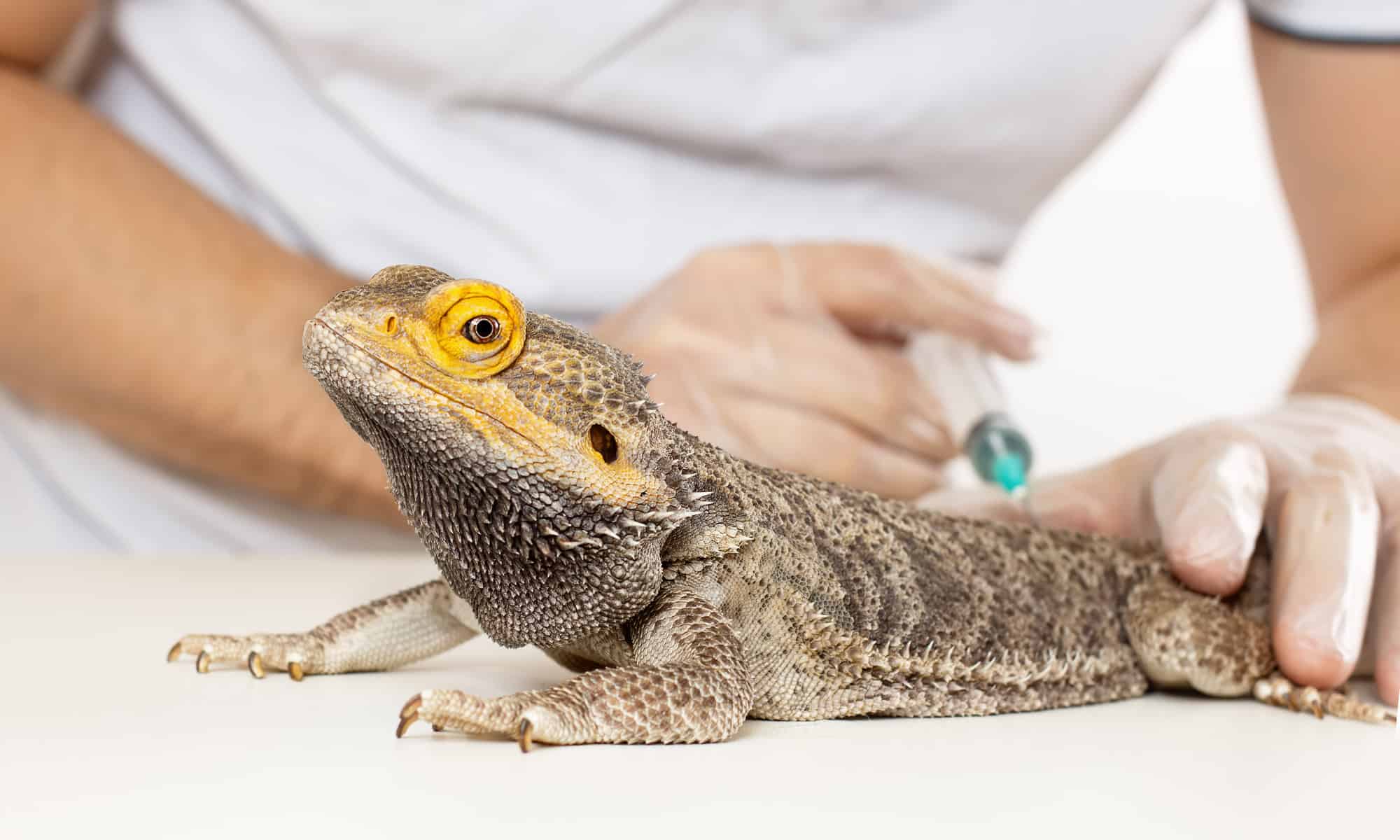 10 Common Reasons Your Bearded Dragon Is Closing Its Eyes - A-Z Animals
